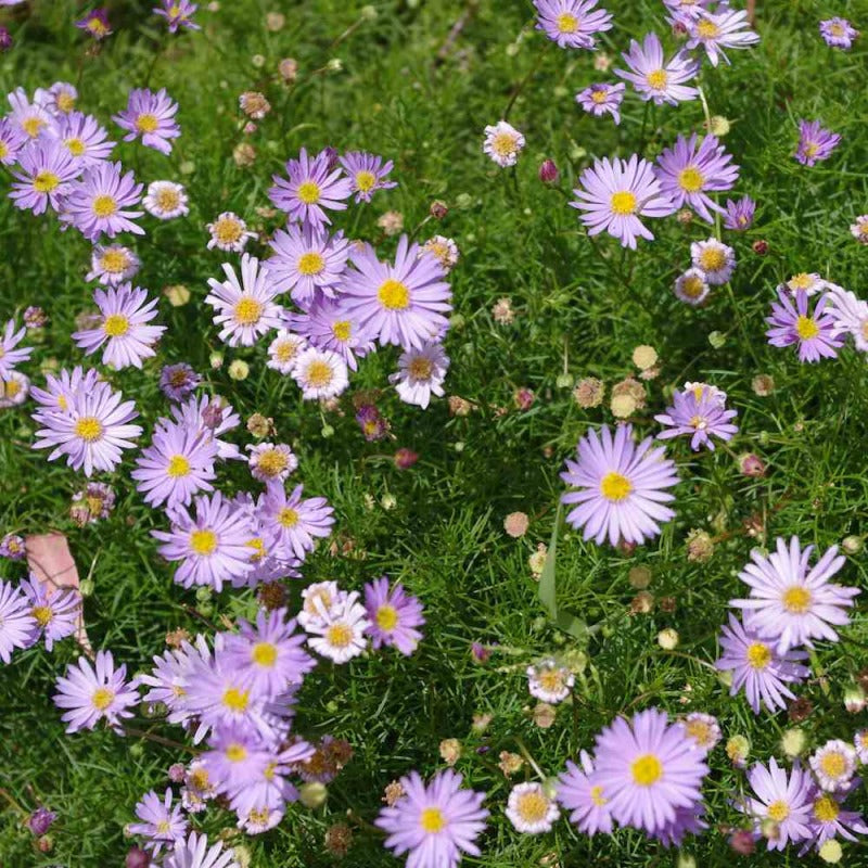 Brachyscome multifida – Inhabitate Landscape + Design • James Thomson